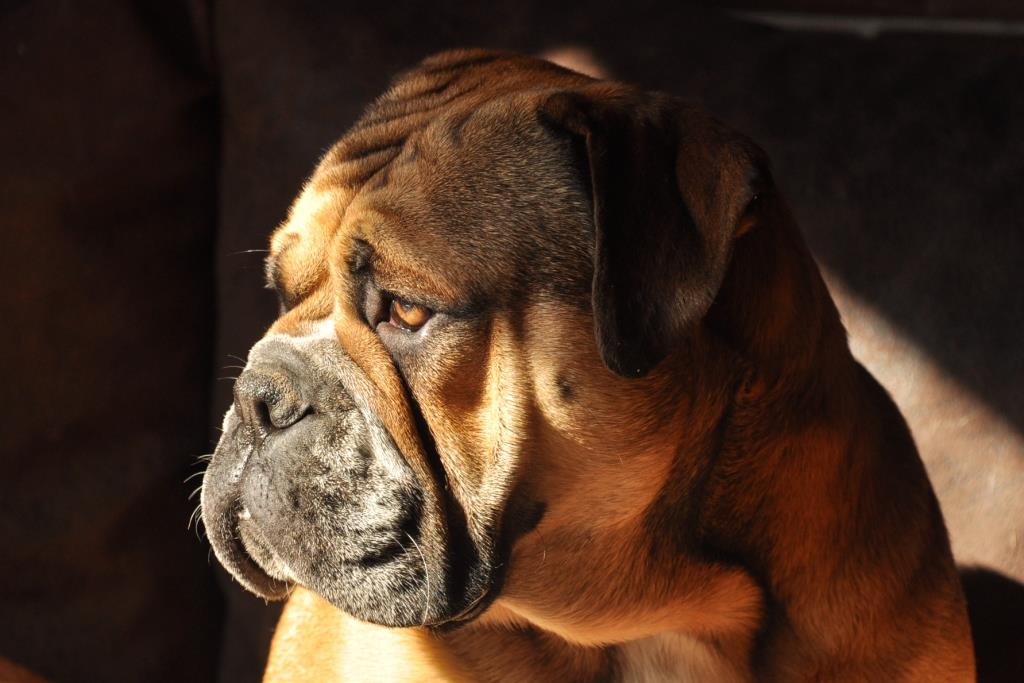 Continental Bulldog Zucht Seeblickbulls - Bulldogzucht